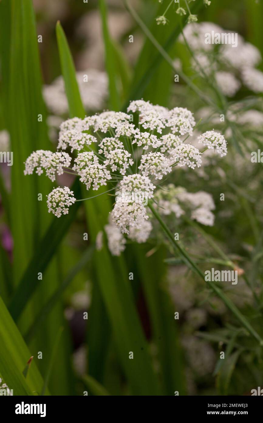 Ammi major hi-res stock photography and images - Alamy