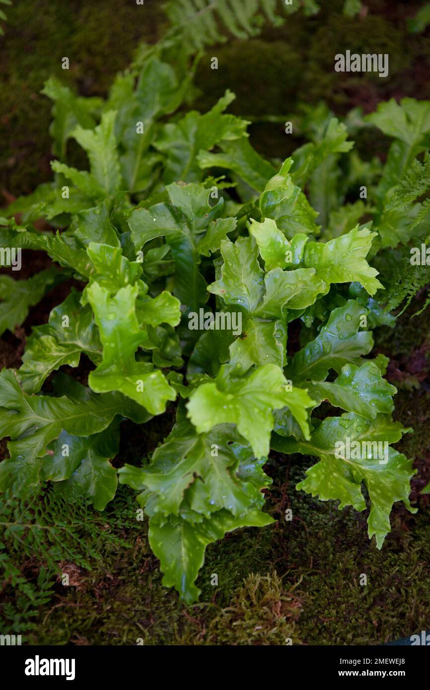 Asplenium scolopendrium cristatum hi-res stock photography and images ...