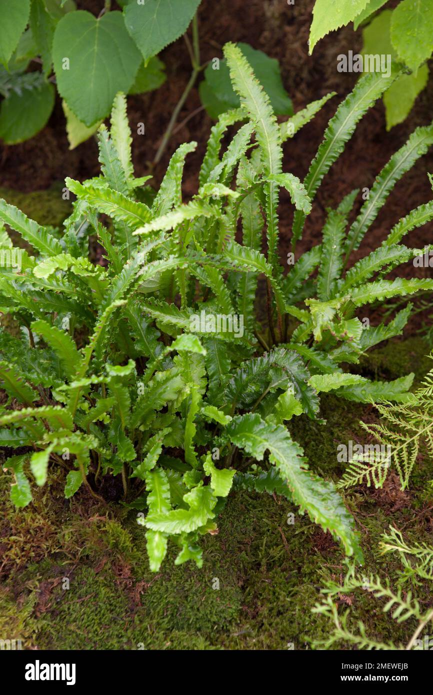 Angustatum hi-res stock photography and images - Alamy