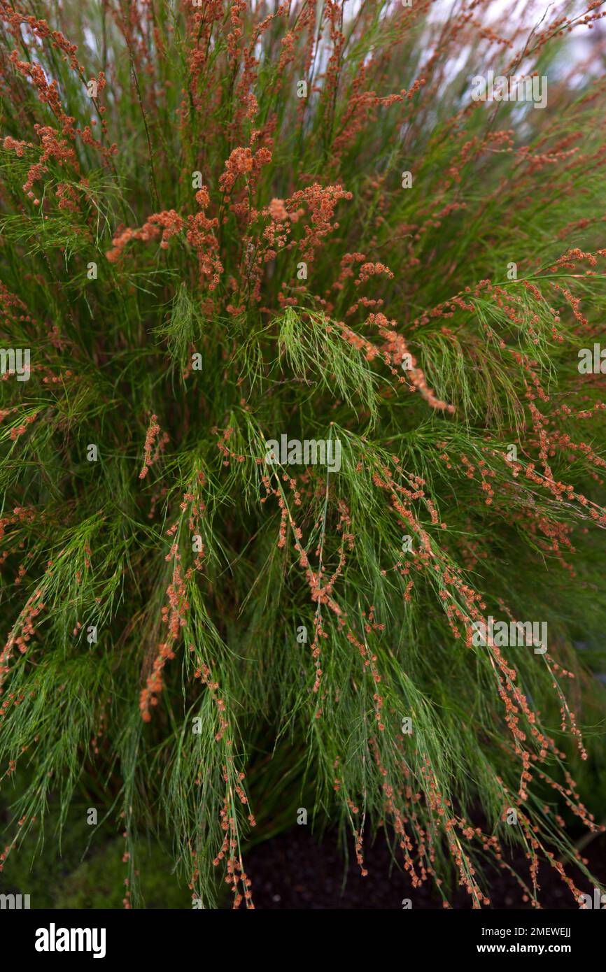 Baloskion hi-res stock photography and images - Alamy