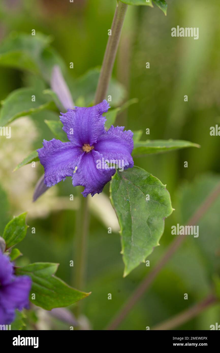 Clematis heracleifolia 'Cassandra' NOT SURE Stock Photo - Alamy