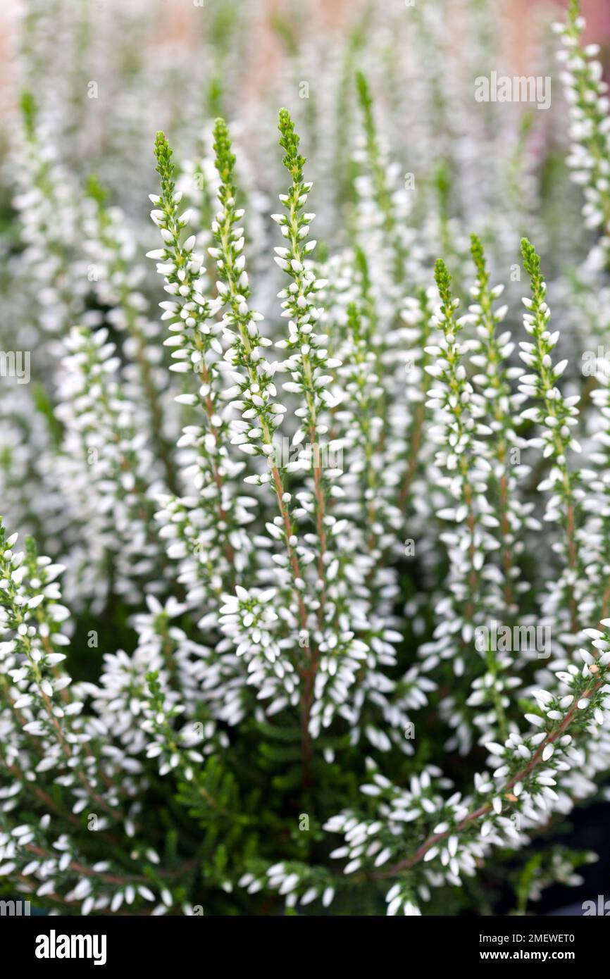 Calluna vulgaris alicia hi-res stock photography and images - Alamy