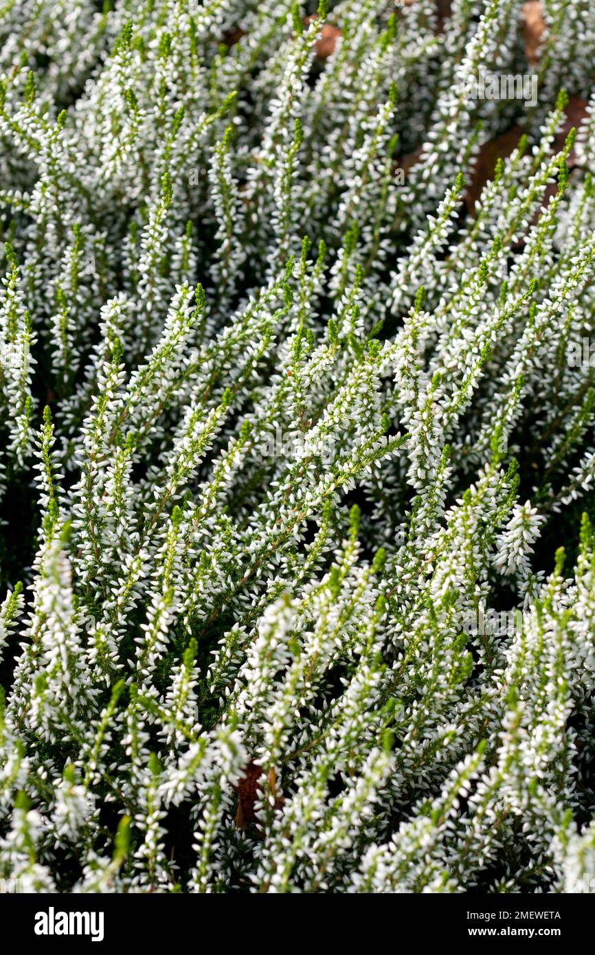 Calluna vulgaris 'Alicia' Stock Photo - Alamy