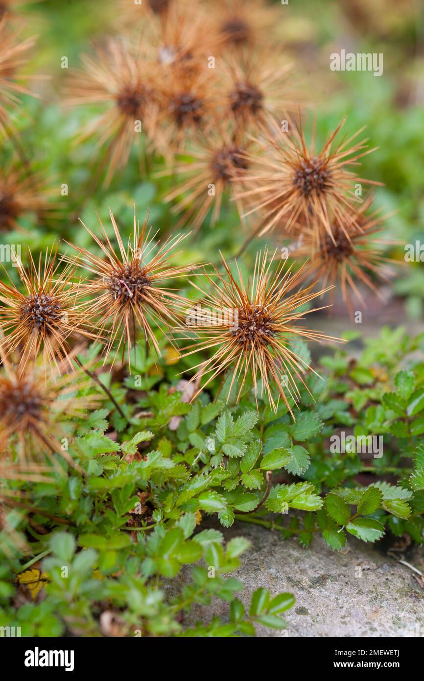 Acaena hi-res stock photography and images - Alamy