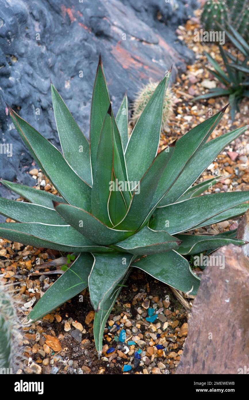 Agave lechuguill 'Rough Leaved Texas Agave' Stock Photo - Alamy