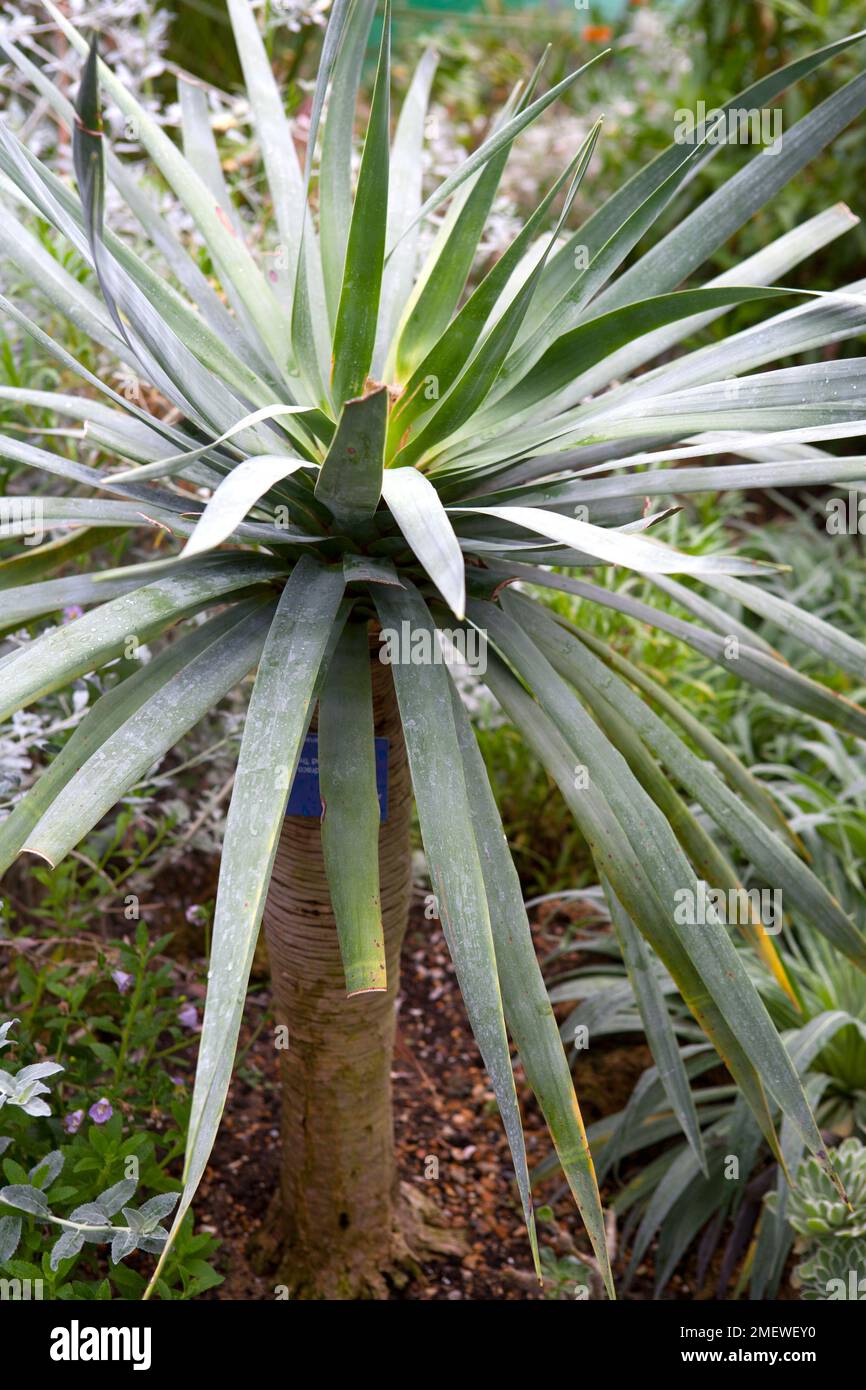 Drake image hi-res stock photography and images - Alamy