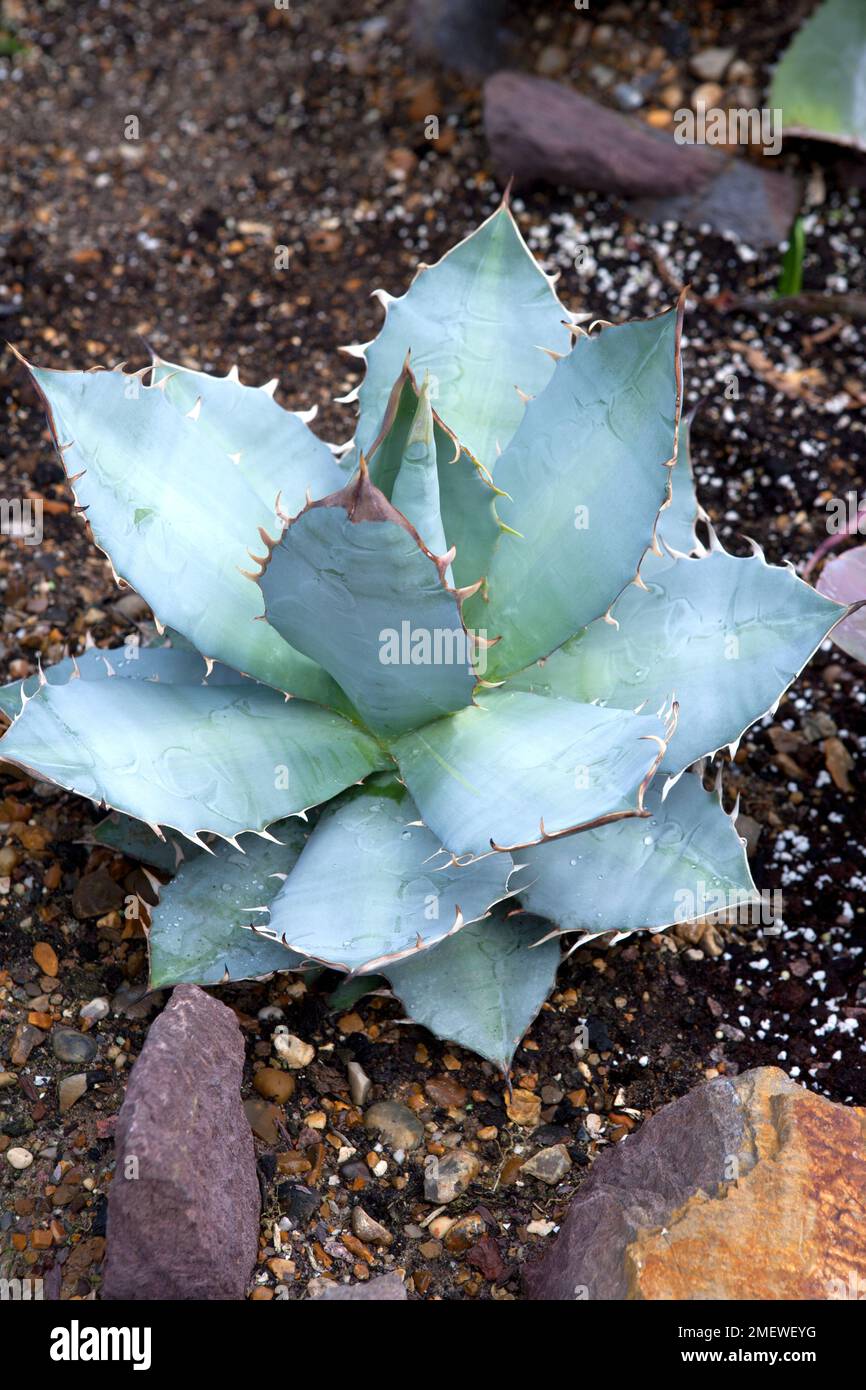 Agave with flowers hi-res stock photography and images - Alamy