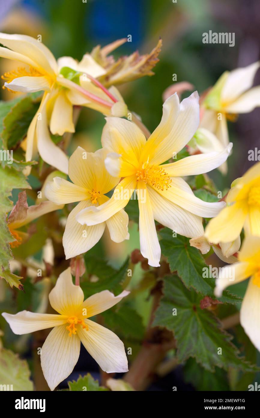 Begonia Pendula Group 'Yellow Giant' Stock Photo - Alamy