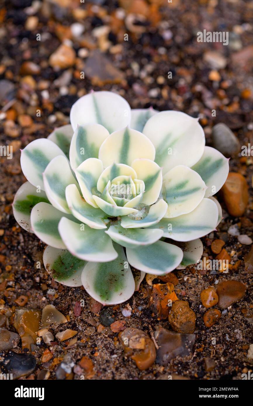 Echeveria secunda var. glauca 'Compton Carousel' Stock Photo - Alamy