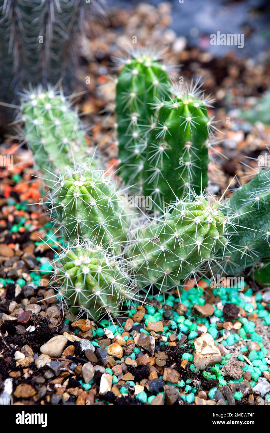 Echinocereus enneacanthus var brevispinus kerrco x hollygate hi-res ...