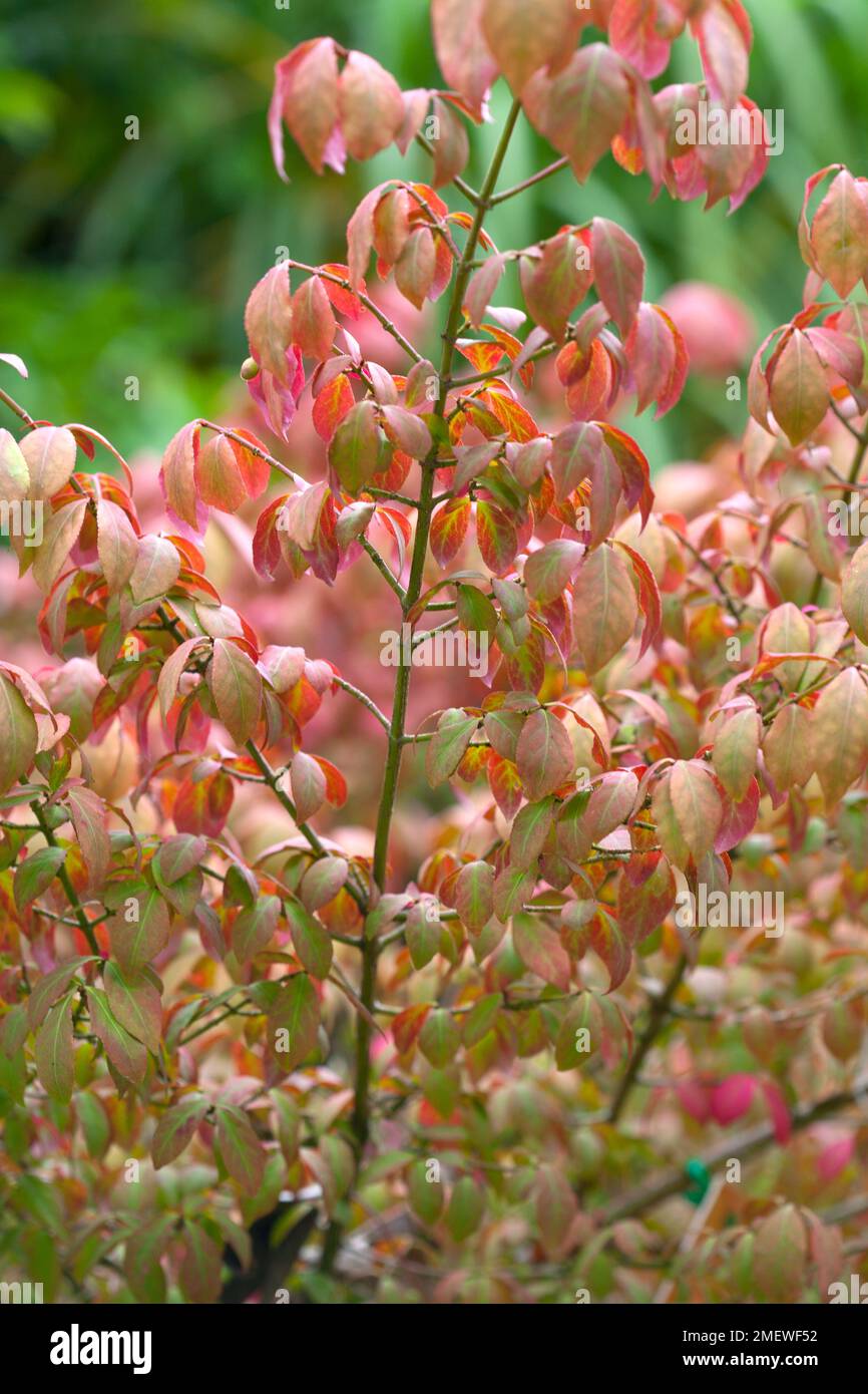 Euonymus alatus 'Winged Spindle tree' Stock Photo - Alamy