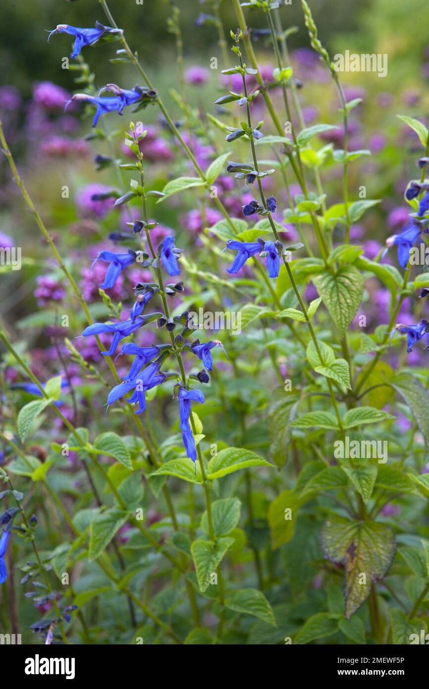 Blue enigma hi-res stock photography and images - Alamy