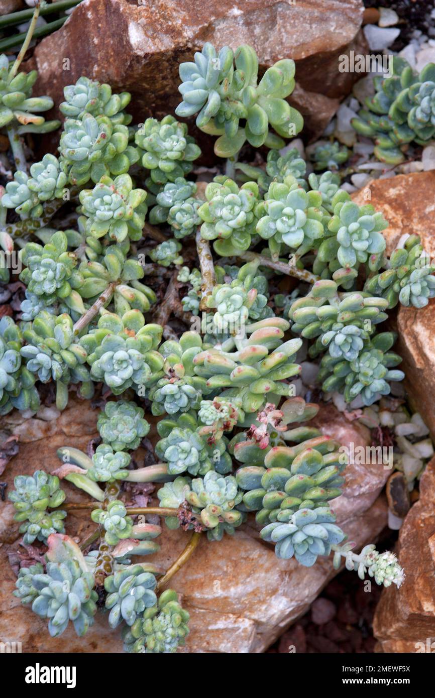 Sedum craigii hi-res stock photography and images - Alamy
