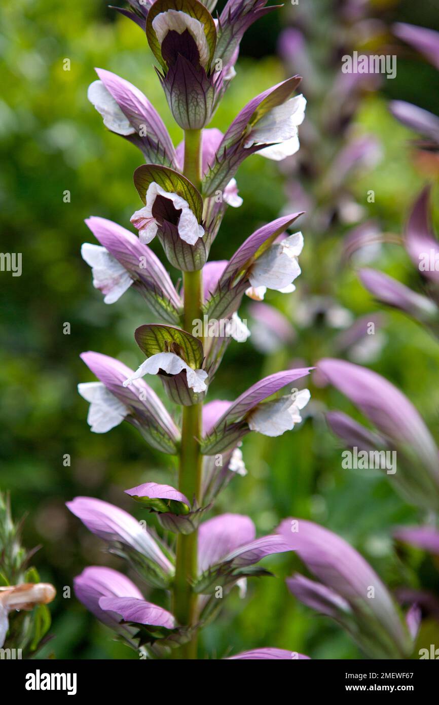Acanthus hungaricus hi-res stock photography and images - Alamy
