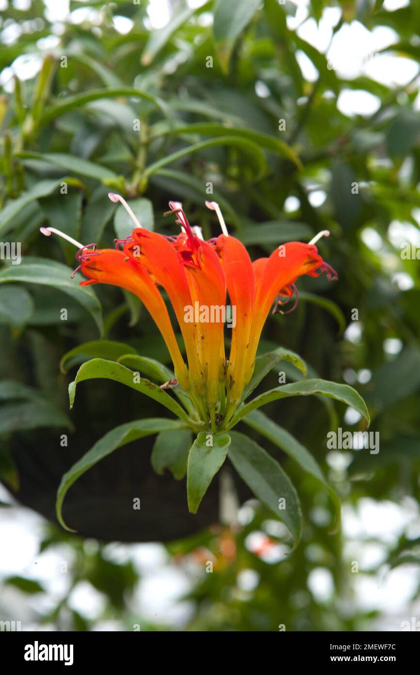Aeschynanthus x splendidus Stock Photo - Alamy