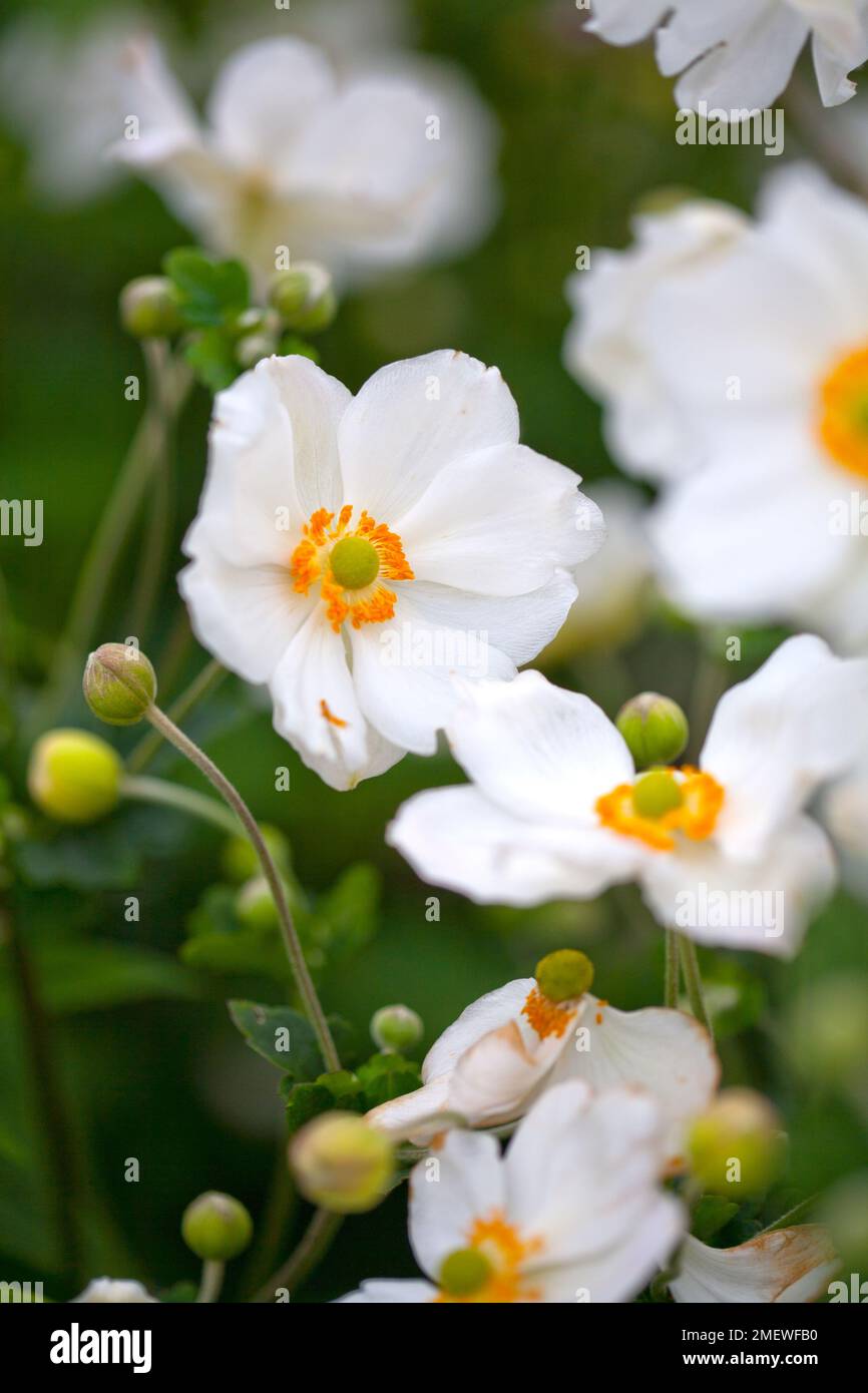 Anemone x hybrida 'Honorine Jobert' Stock Photo - Alamy