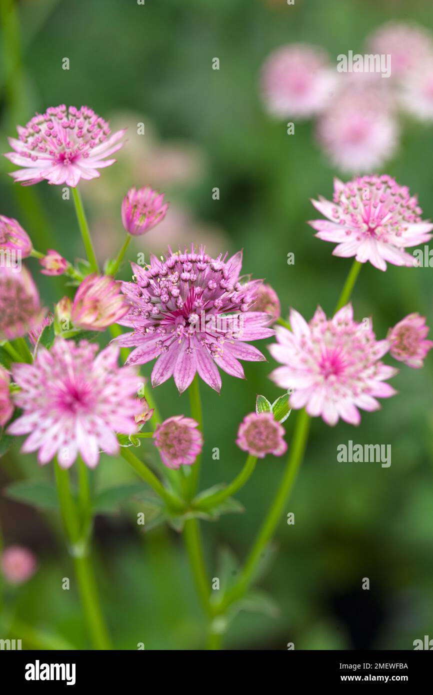 Astrantia leaves hi-res stock photography and images - Alamy