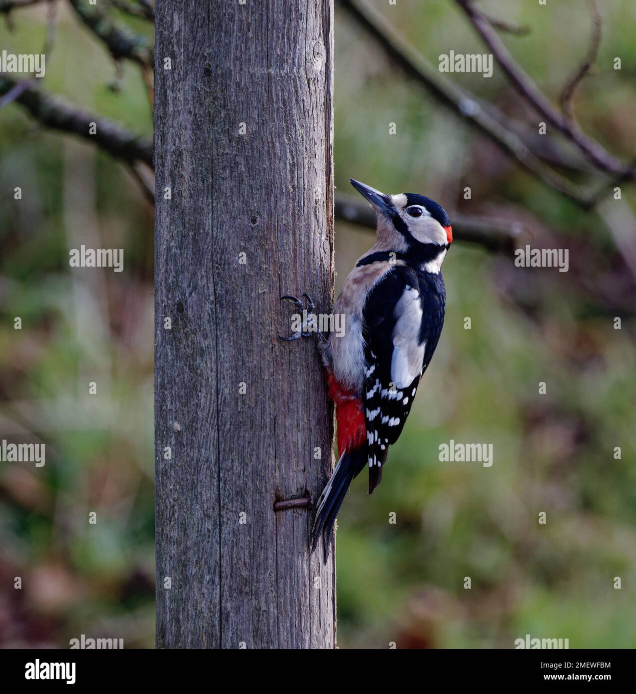Male Greater Spotted Woodpecker (Dendrocopos major) excavating a ...
