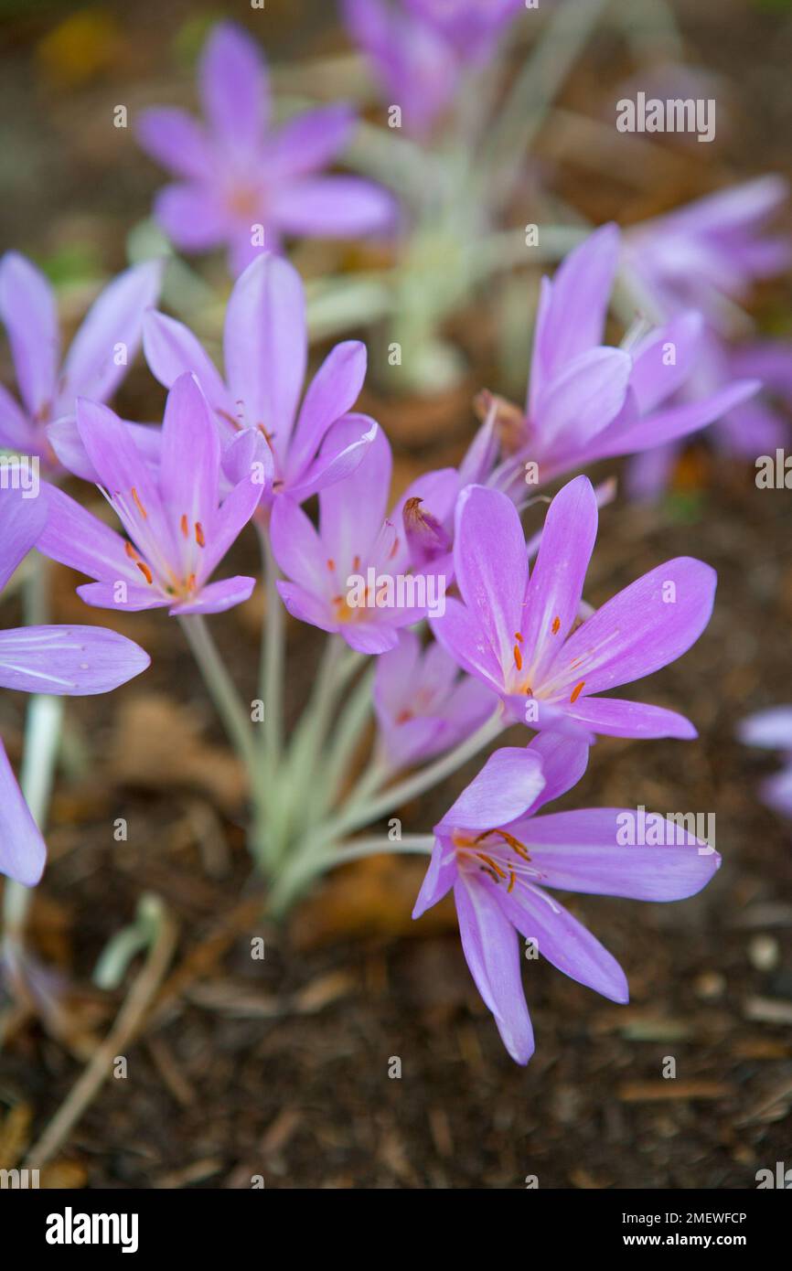 Colchicum byzantinum hi-res stock photography and images - Alamy