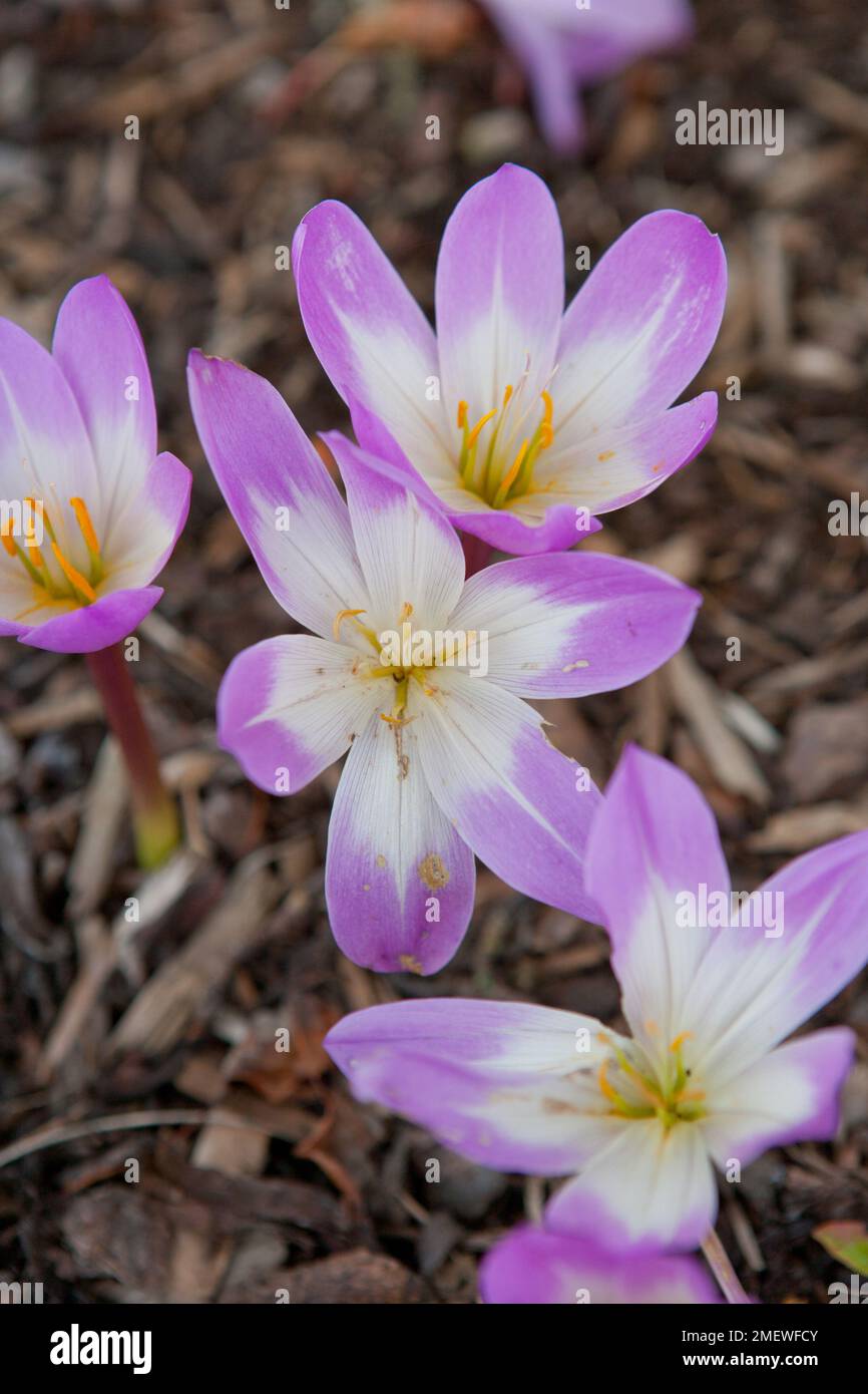Colchicum speciosum Atrorubens Stock Photo - Alamy