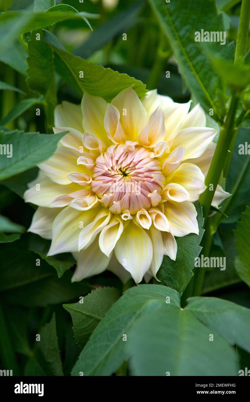 Dahlia 'Westerton Lillian' Stock Photo - Alamy