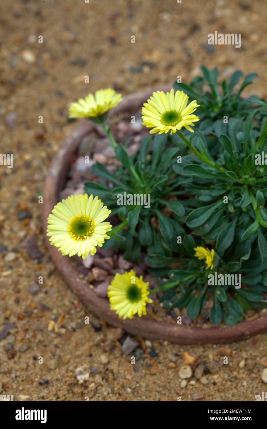 Erigeron aureus 'Canary Bird' Stock Photo - Alamy