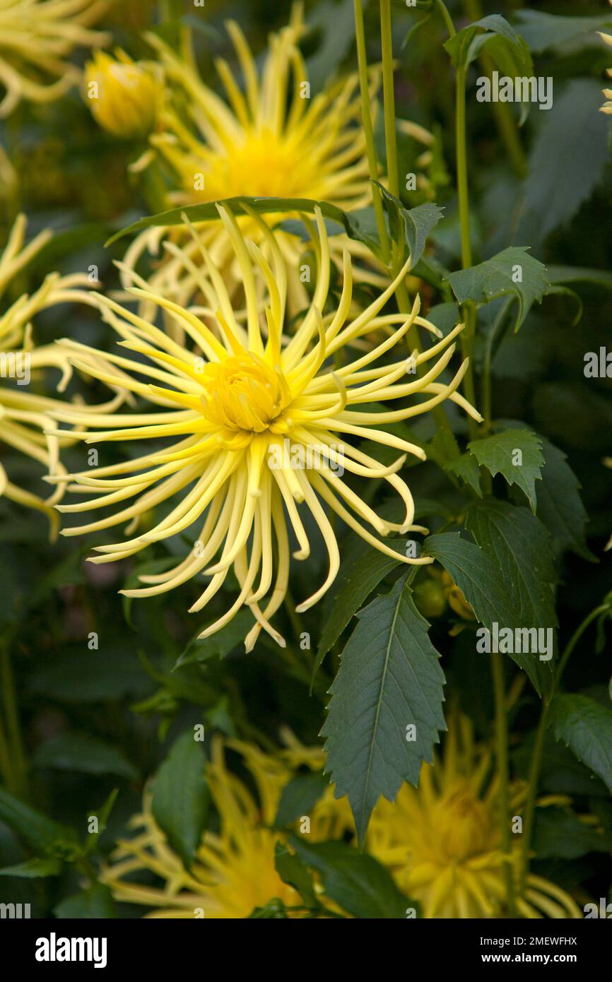 Yellow Spider Flower