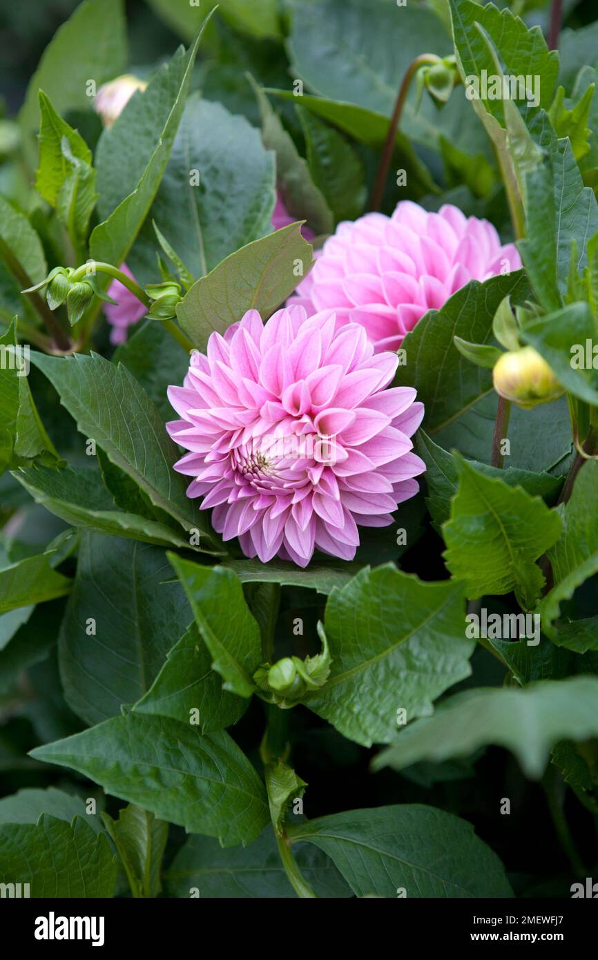 Dahlia 'Oakwood Marian S' Stock Photo - Alamy