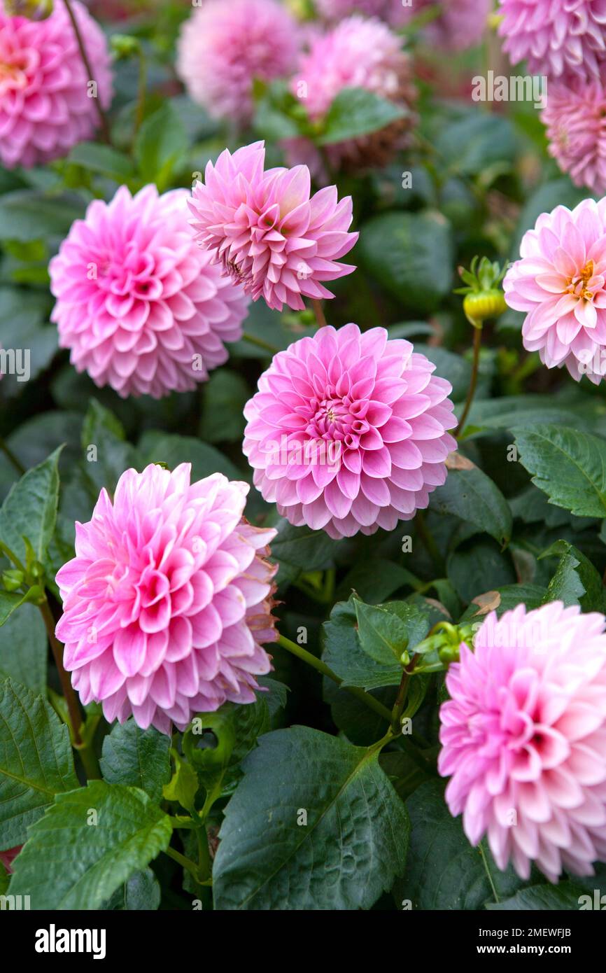 Dahlia 'Oakwood Marian S' Stock Photo - Alamy