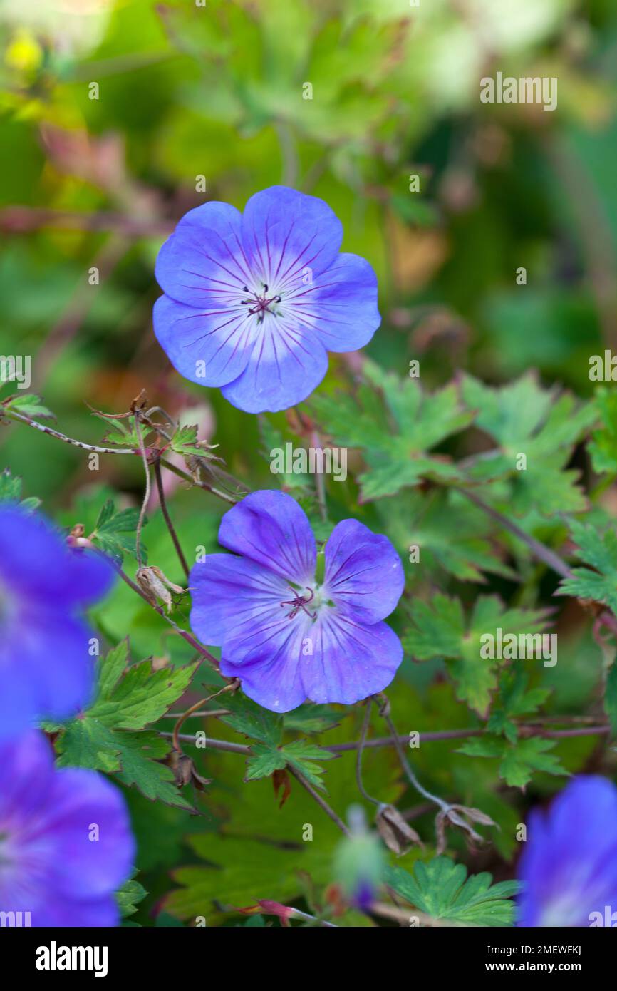 Geranium Rozanne 'Gerwat' Stock Photo - Alamy
