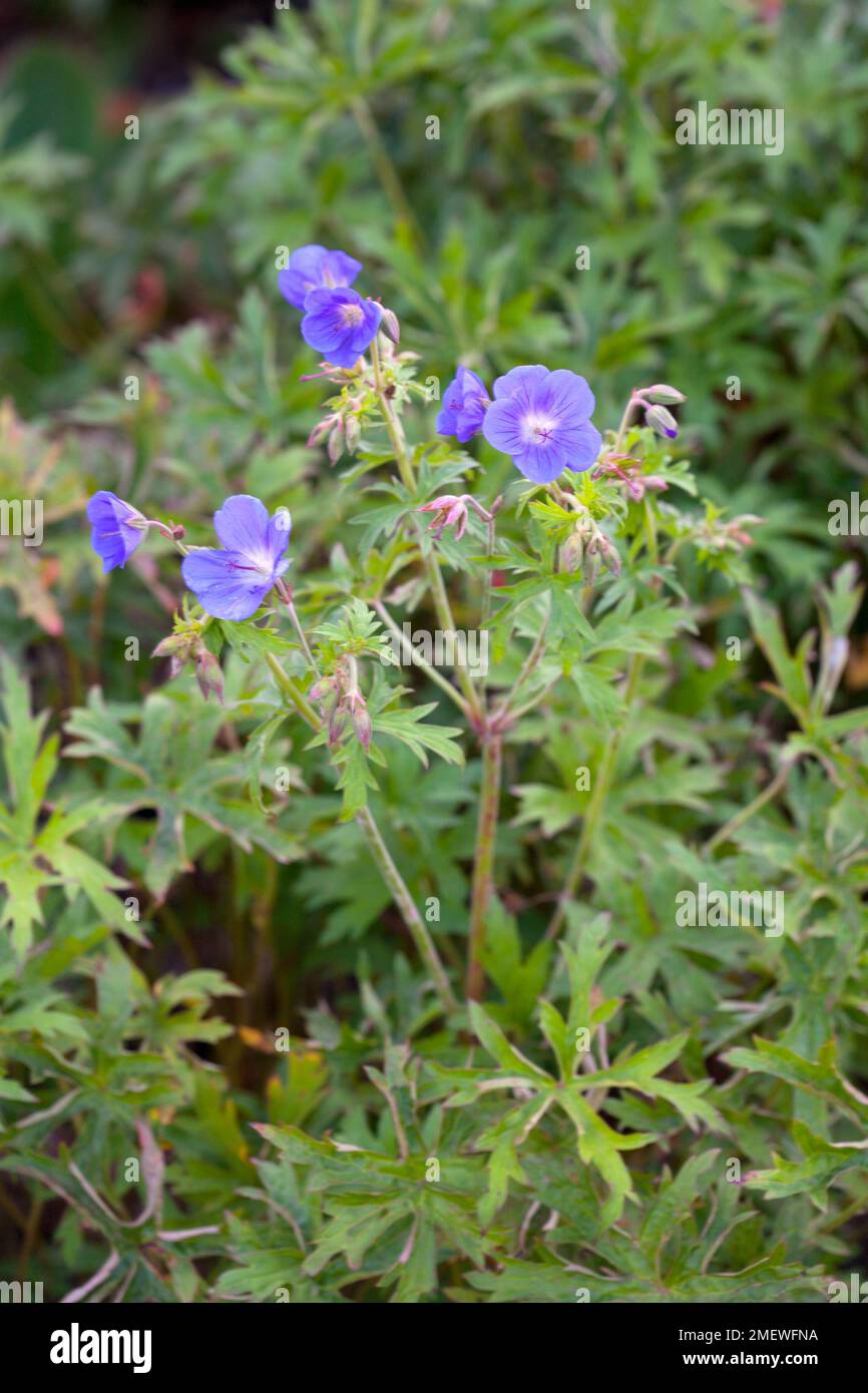 Geranium pratense 'Mrs Kendall Clark' Stock Photo - Alamy