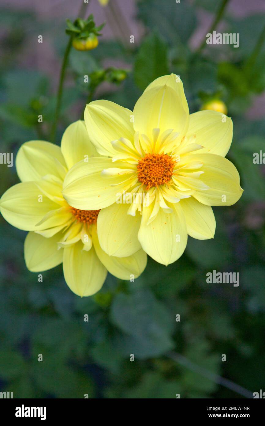 Dahlia 'Susan Gilbert' Stock Photo - Alamy
