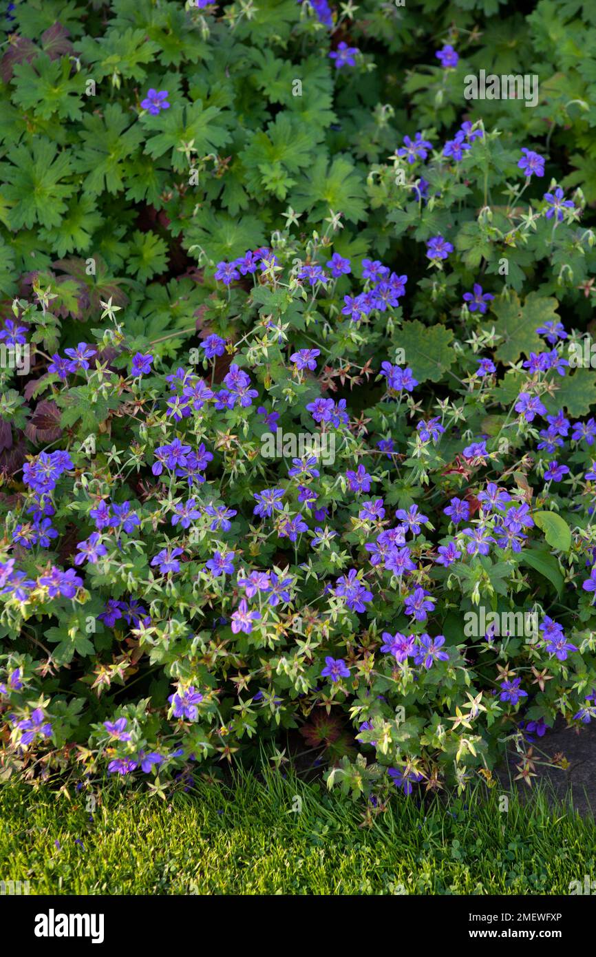 Blue star blossom hi-res stock photography and images - Alamy