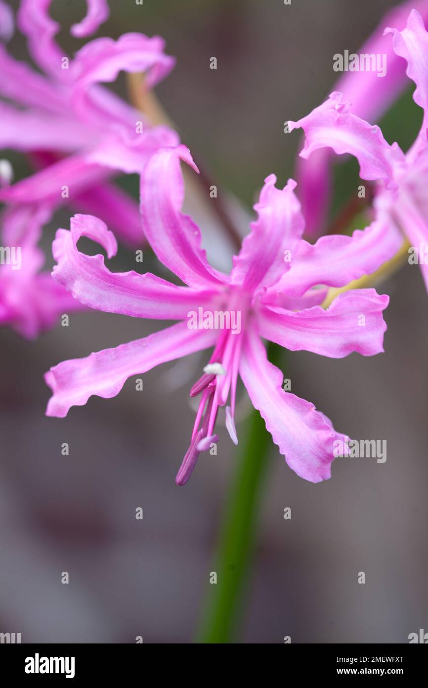 Blossom blush hi-res stock photography and images - Alamy