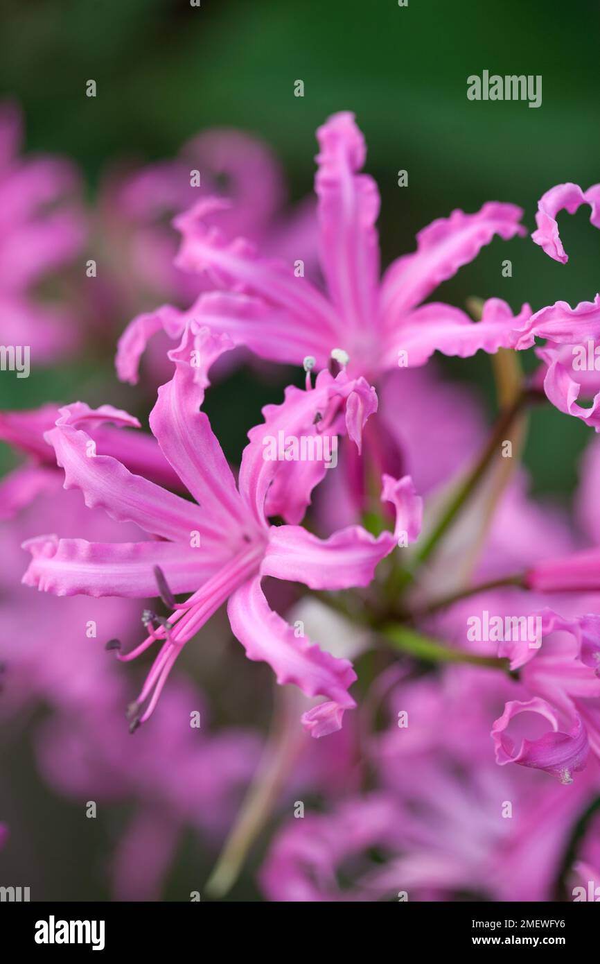 Nerine bowdenii 'Quinton Wells' Stock Photo - Alamy
