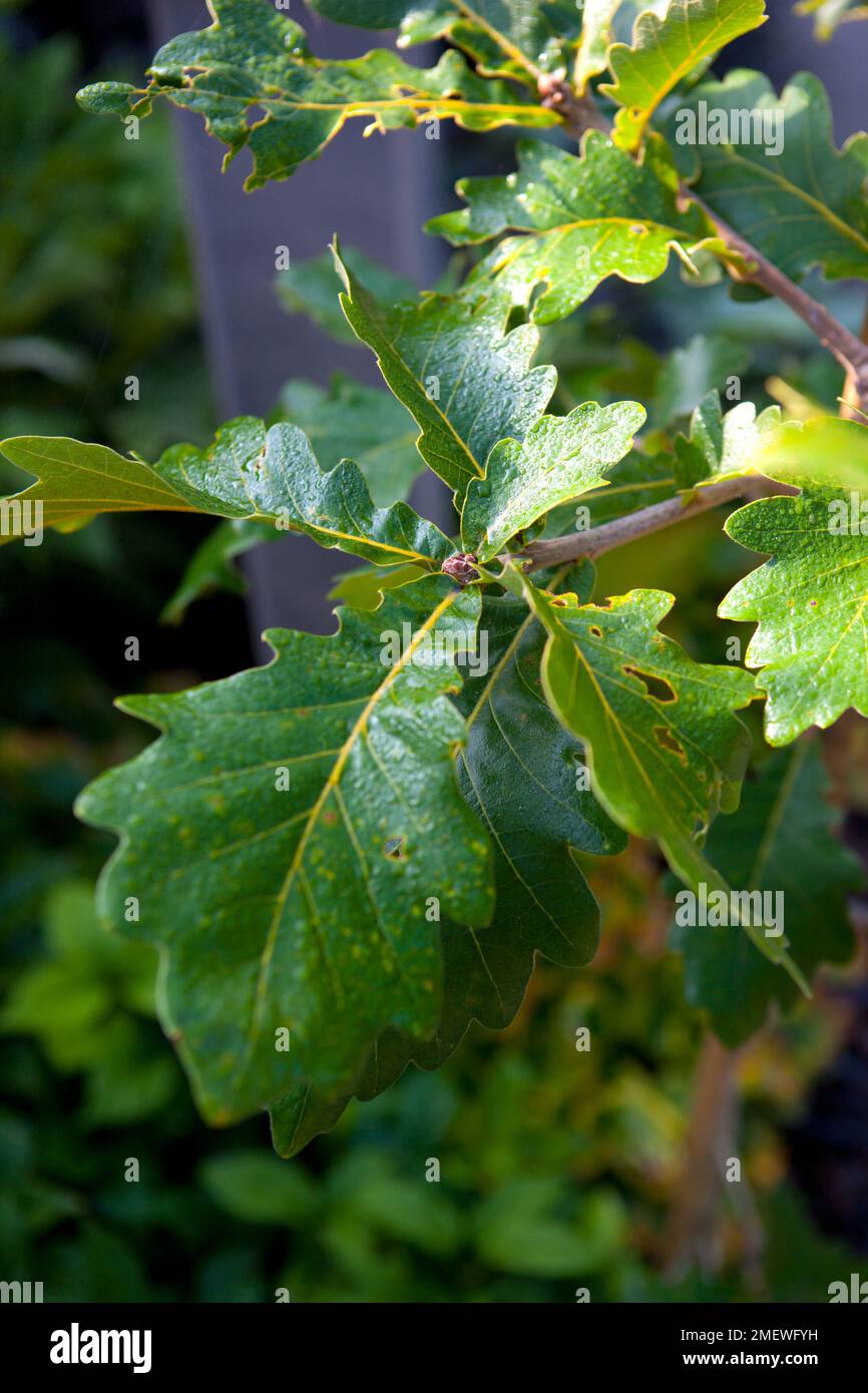 Quercus dentata 'Carl Ferris Miller' Stock Photo - Alamy