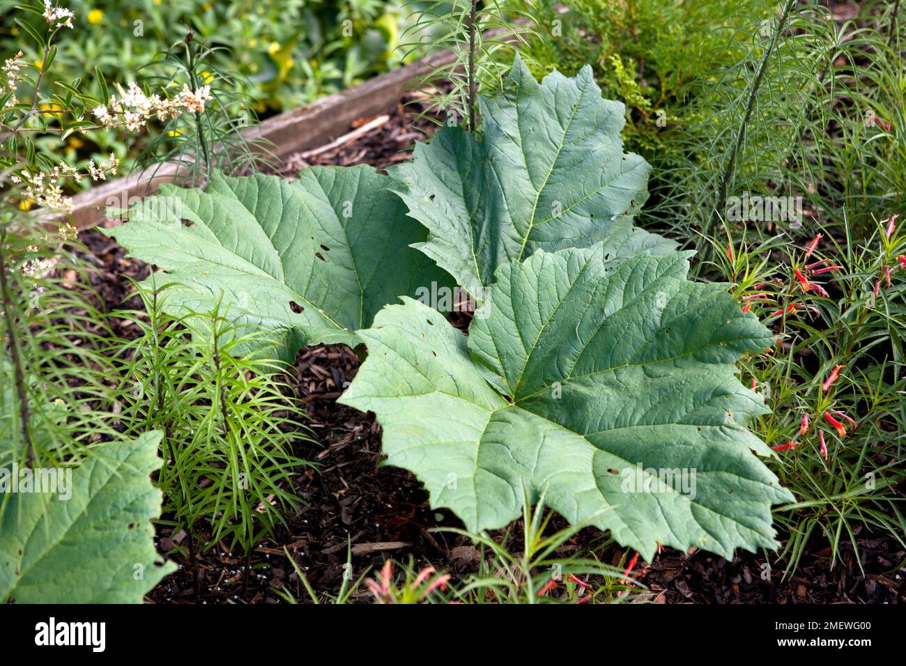 Rheum palmatum 'Hadspen Crimson' Stock Photo - Alamy