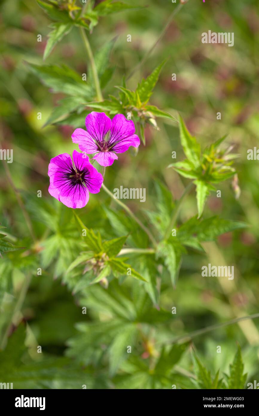 Geranium farming hi-res stock photography and images - Alamy