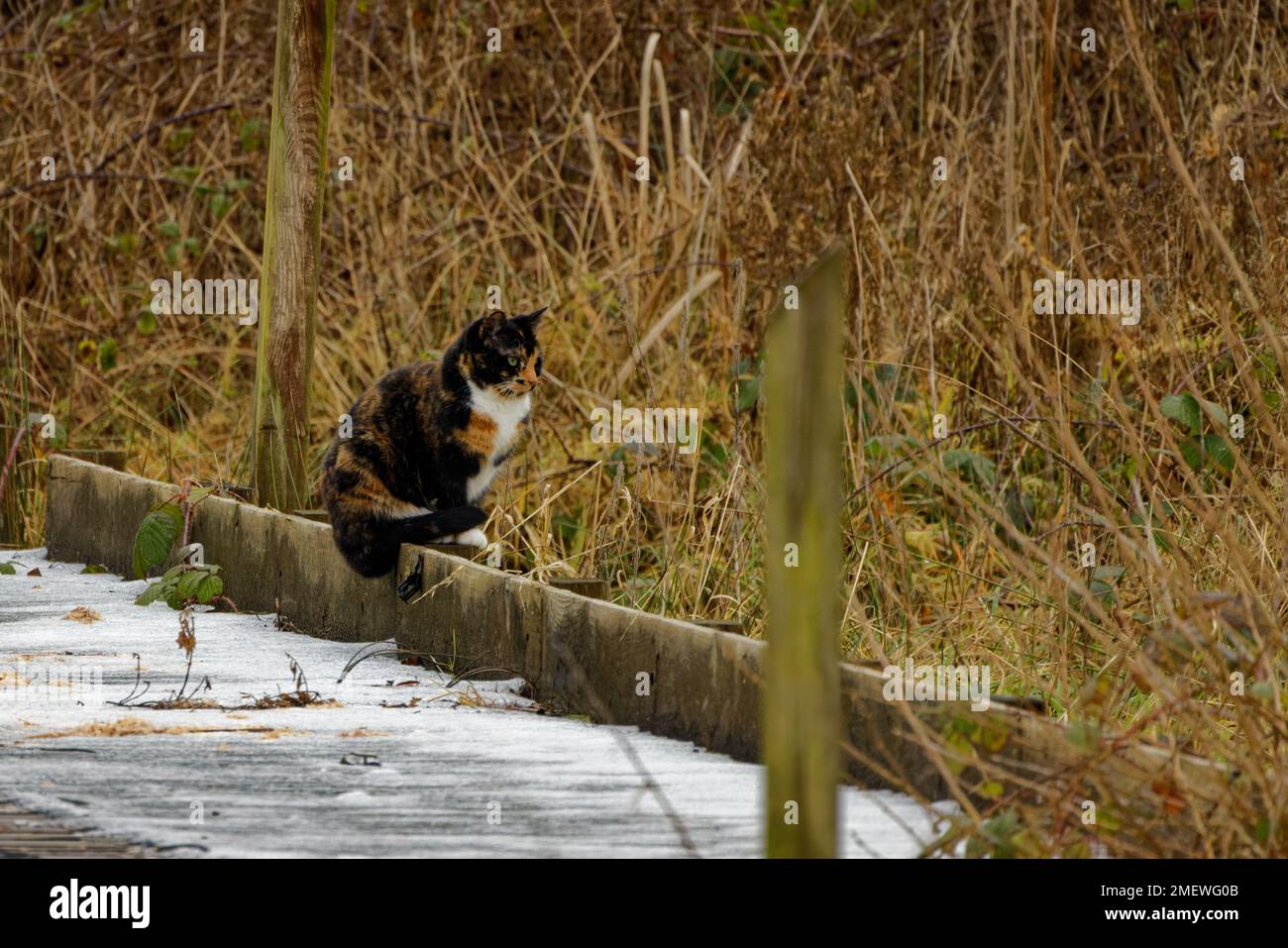 Tortoiseshell Cat sitting on frost covered decking walkway looking for ...