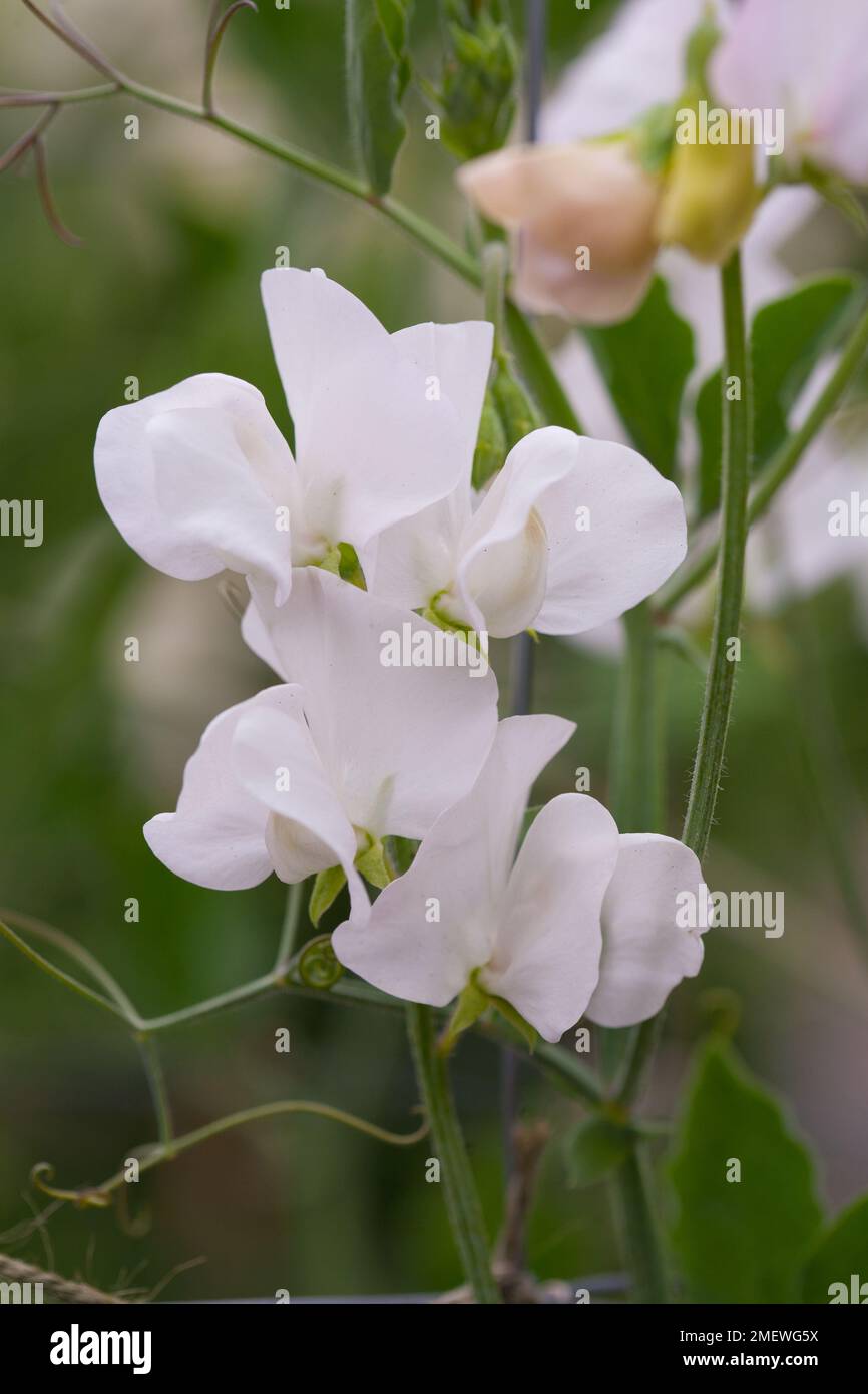 Tickled hi-res stock photography and images - Alamy