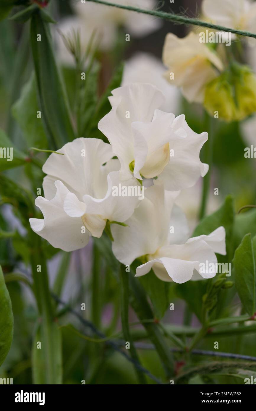 Lathyrus 'Pip's Cornish Cream' Stock Photo - Alamy