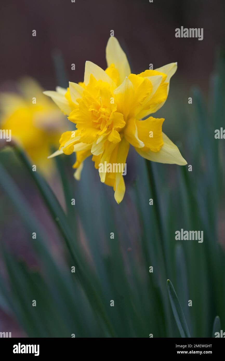 Plenus hi-res stock photography and images - Alamy