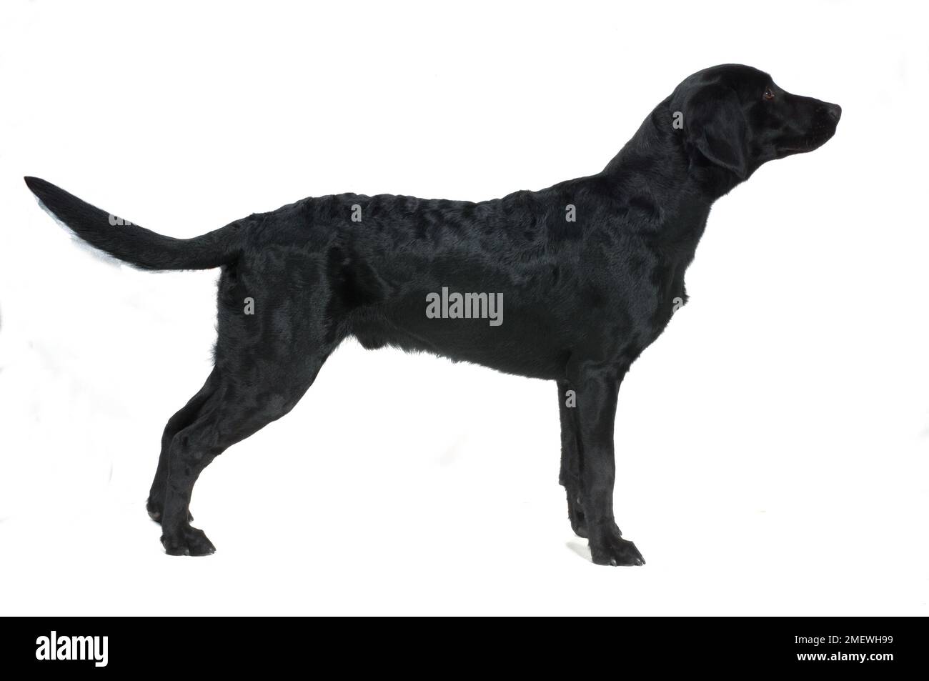 Labrador English Springer Cross Stock Photo - Alamy