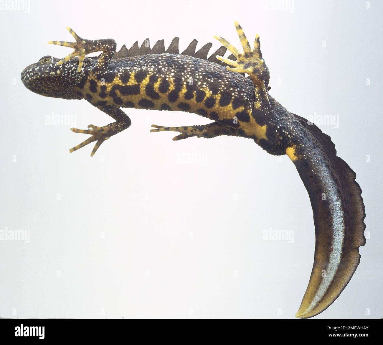 Underside view of Great Crested Newt Stock Photo - Alamy