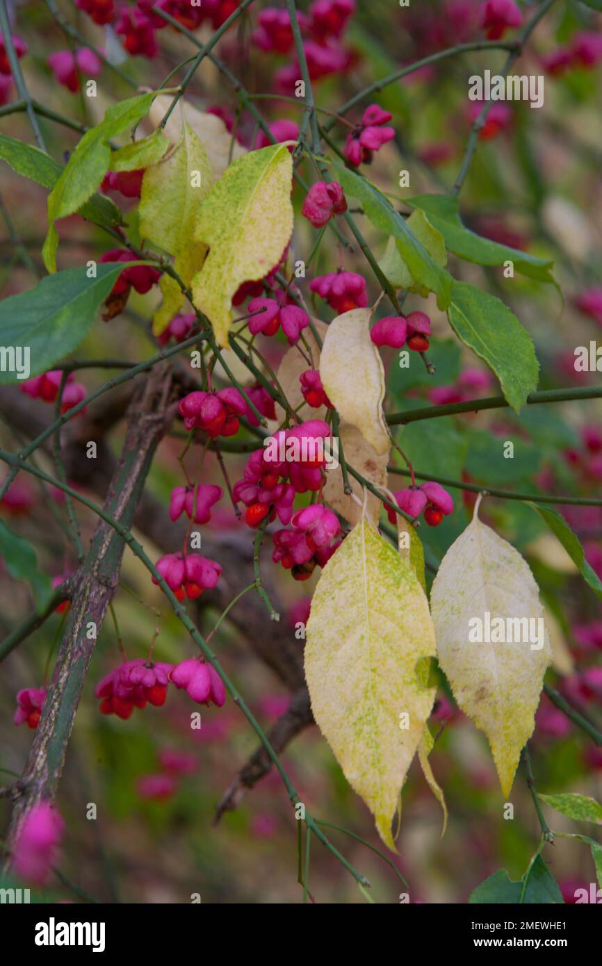 Euonymus gardening hi-res stock photography and images - Alamy