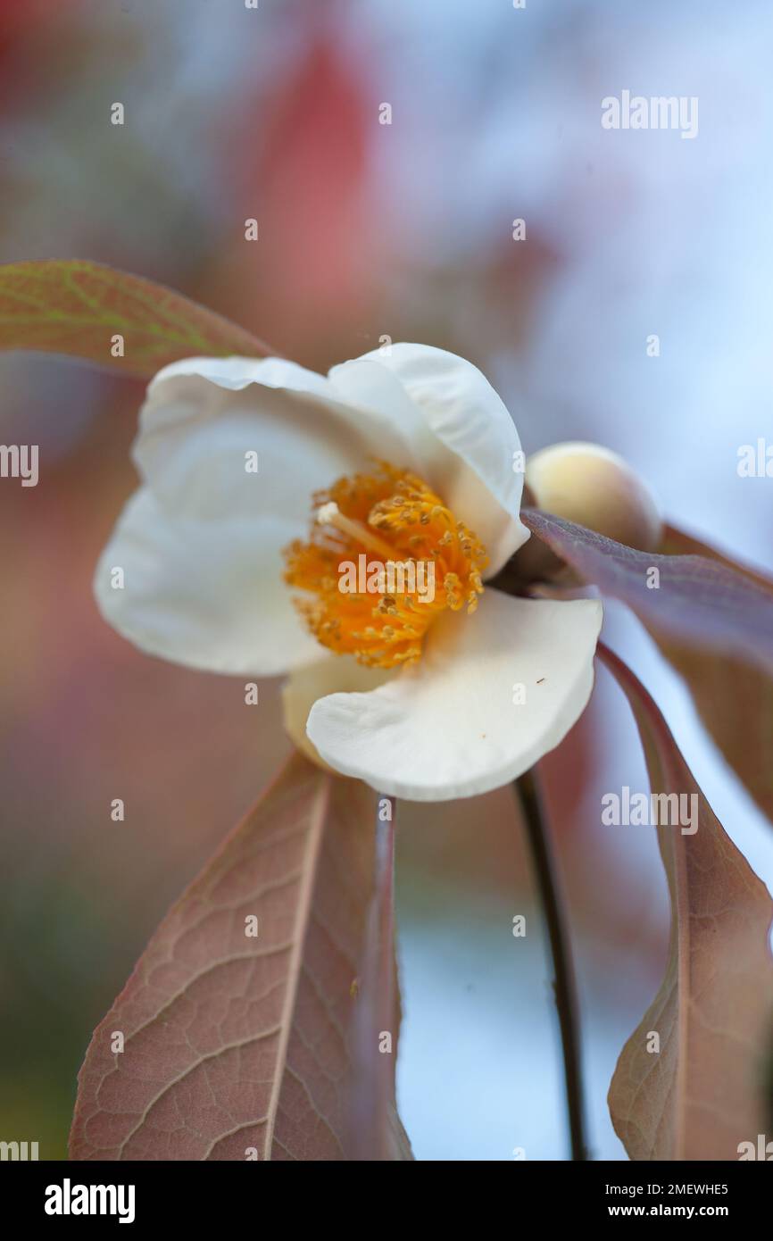 Franklinia hi-res stock photography and images - Alamy