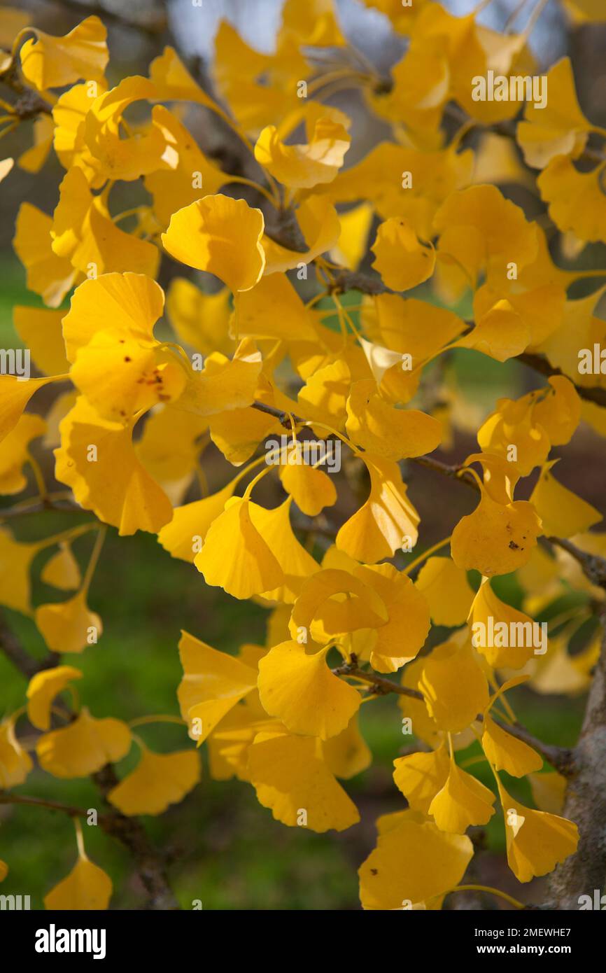Ginkgo biloba flowers hi-res stock photography and images - Alamy