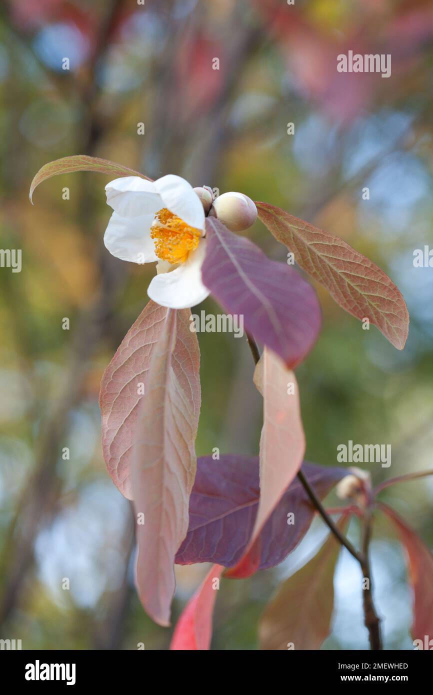Alatamaha hi-res stock photography and images - Alamy