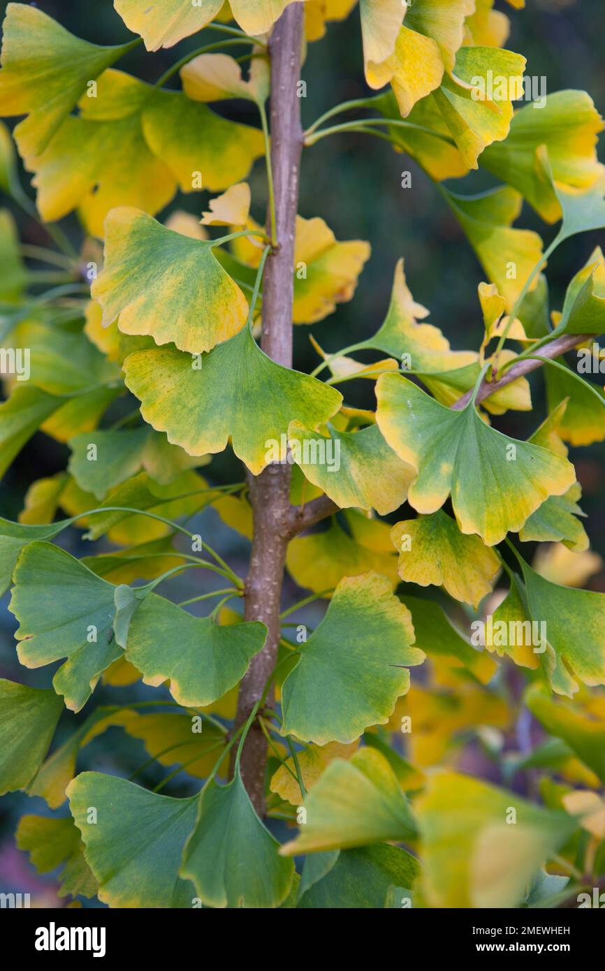 Ginko biloba 'Fastigiata' Stock Photo - Alamy