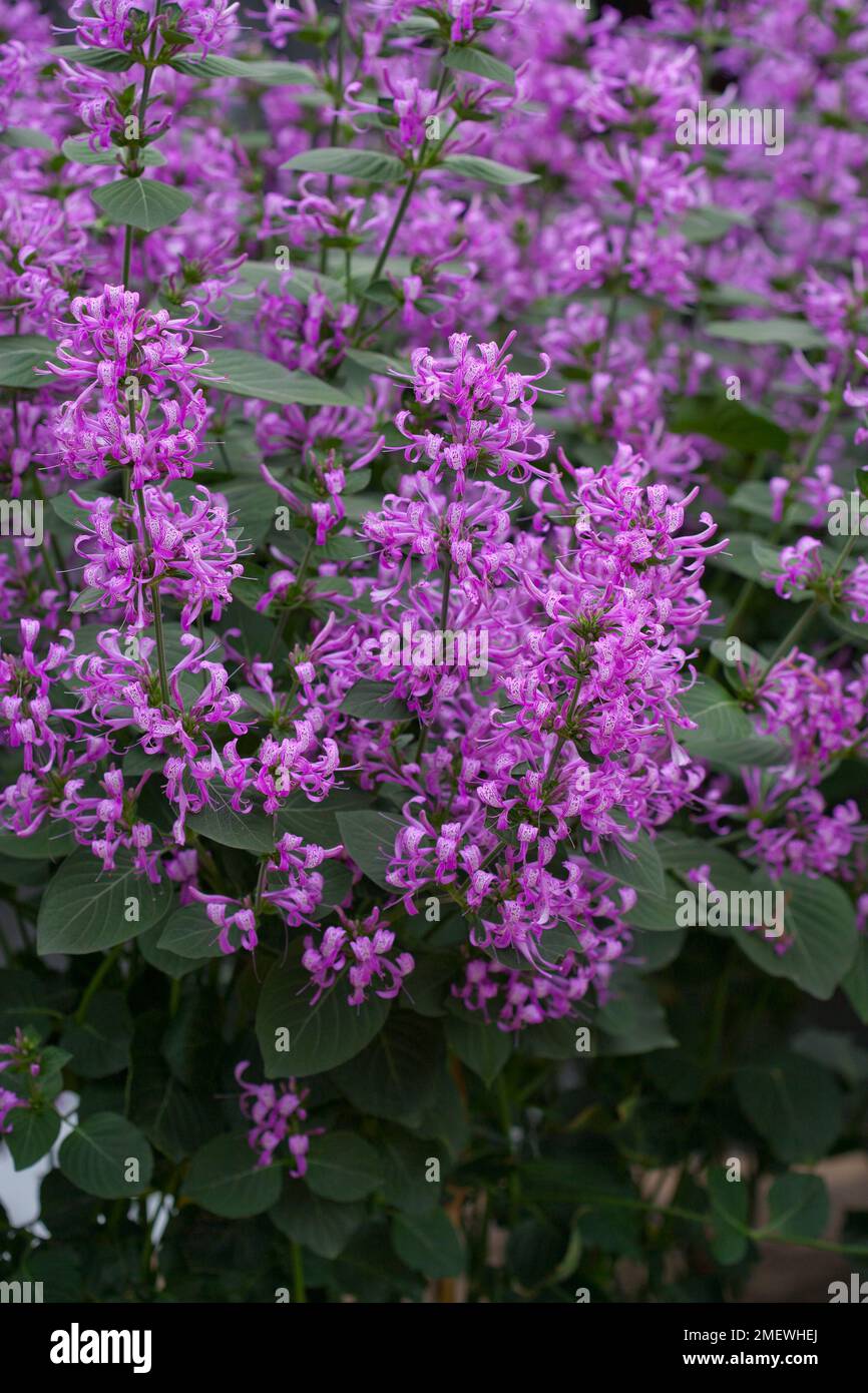 Hypoestes aristata hi-res stock photography and images - Alamy